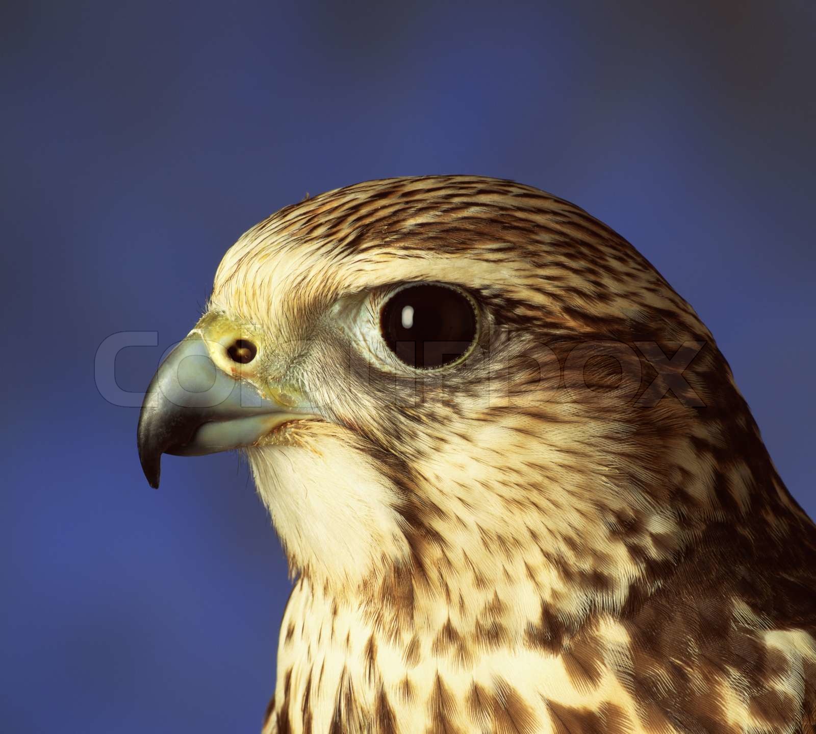 Beautiful falcon | Stock image | Colourbox