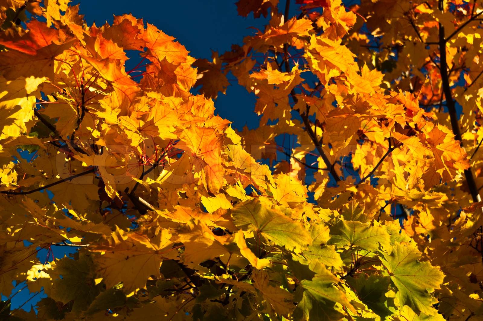 Bunte und lebendige Blätter im Herbst am Baum im Sonnenlicht | Stock ...