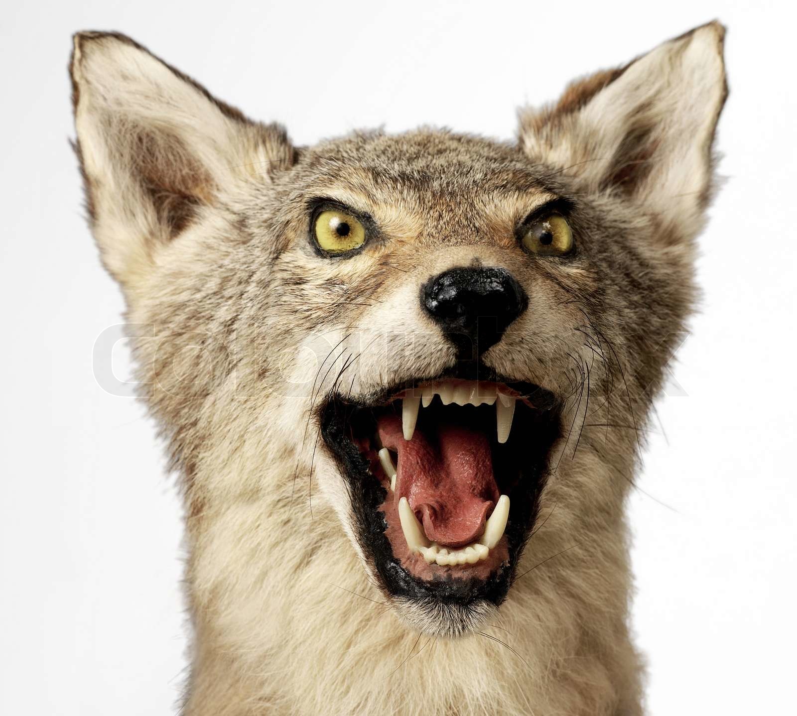 Arctic Wolf isolated | Stock image | Colourbox