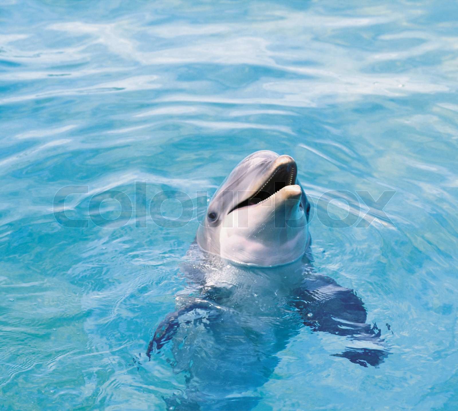 Bottle-nosed dolphin in the Red sea | Stock image | Colourbox