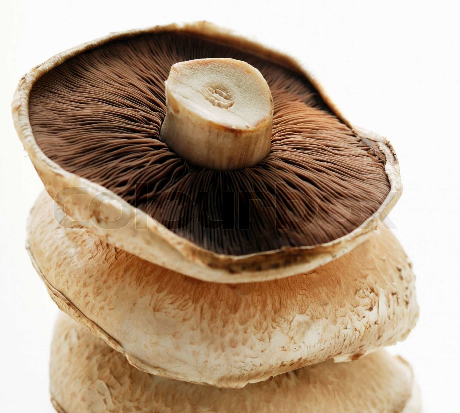 mashroom | Stock image | Colourbox