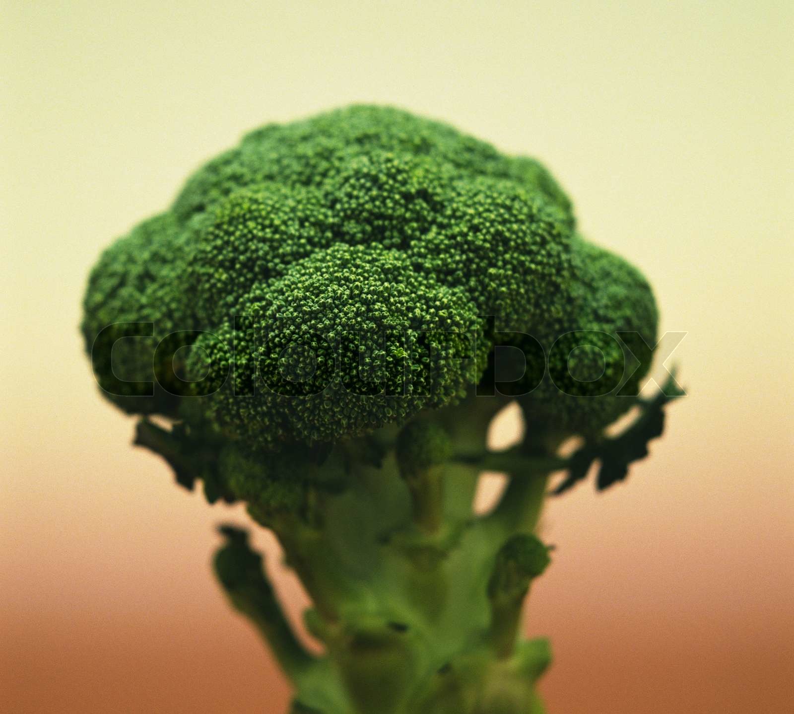 Fresh Raw Green Broccoli | Stock image | Colourbox