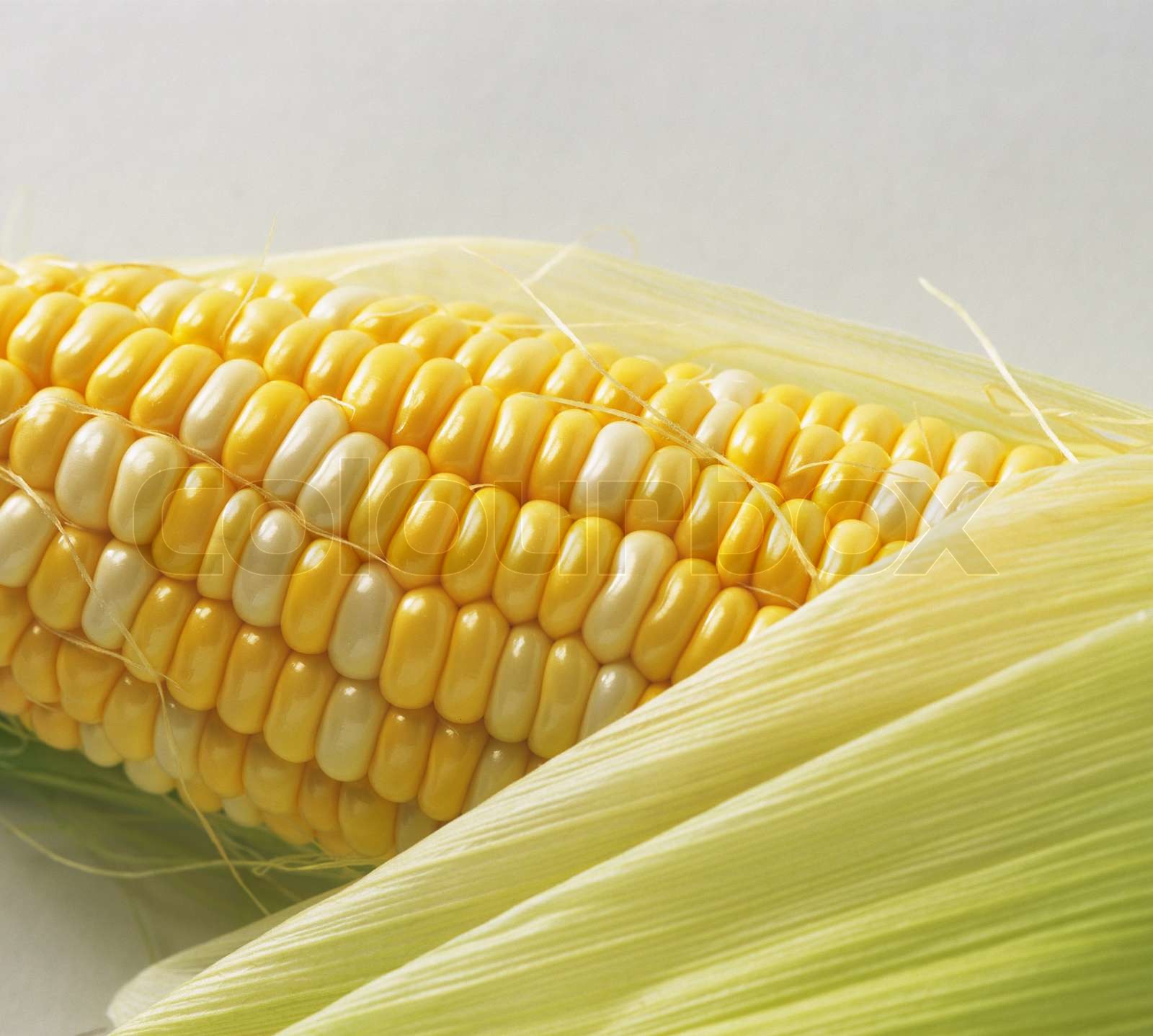 corn cob | Stock image | Colourbox