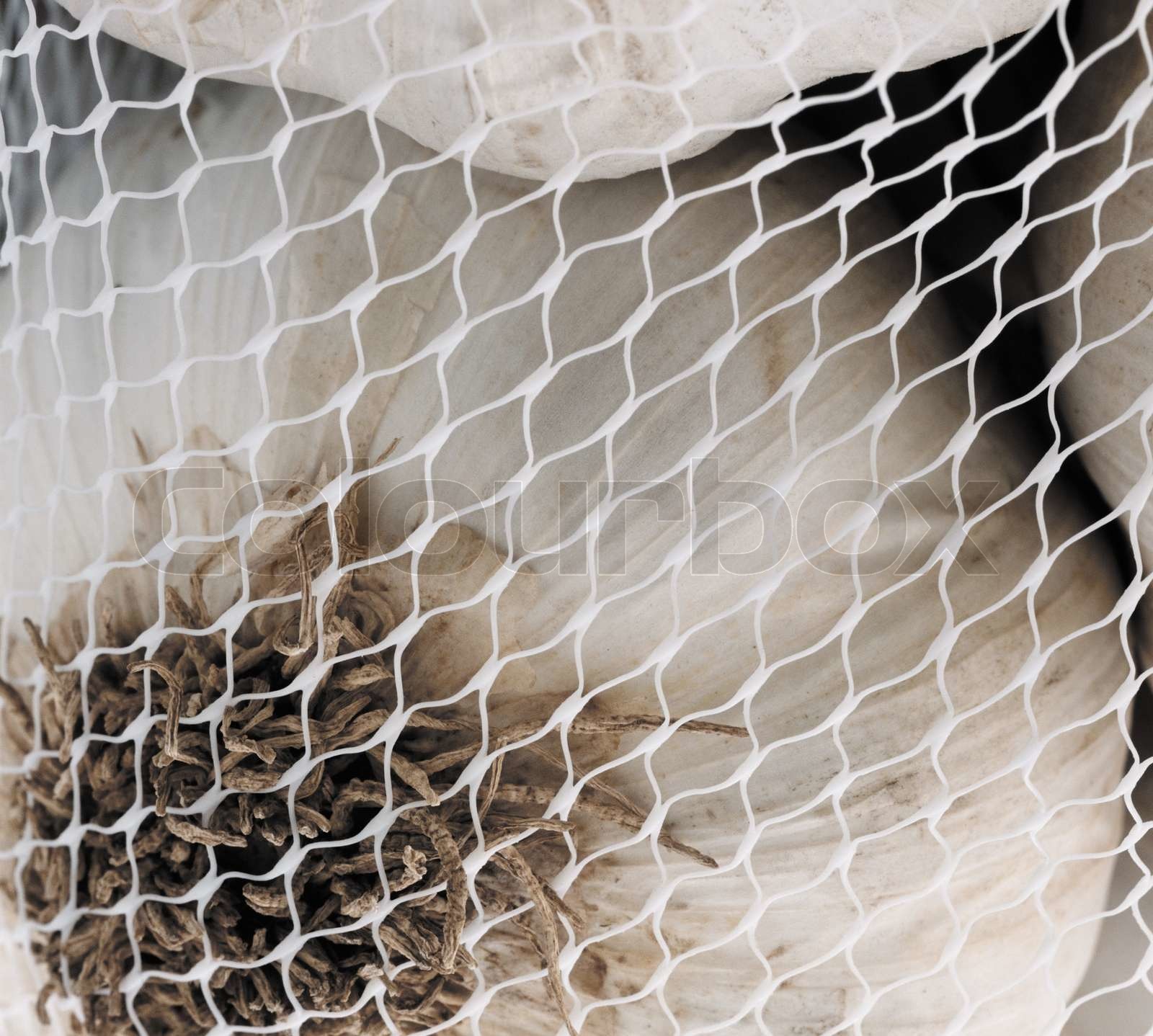 close-up image of garlic in a net | Stock image | Colourbox