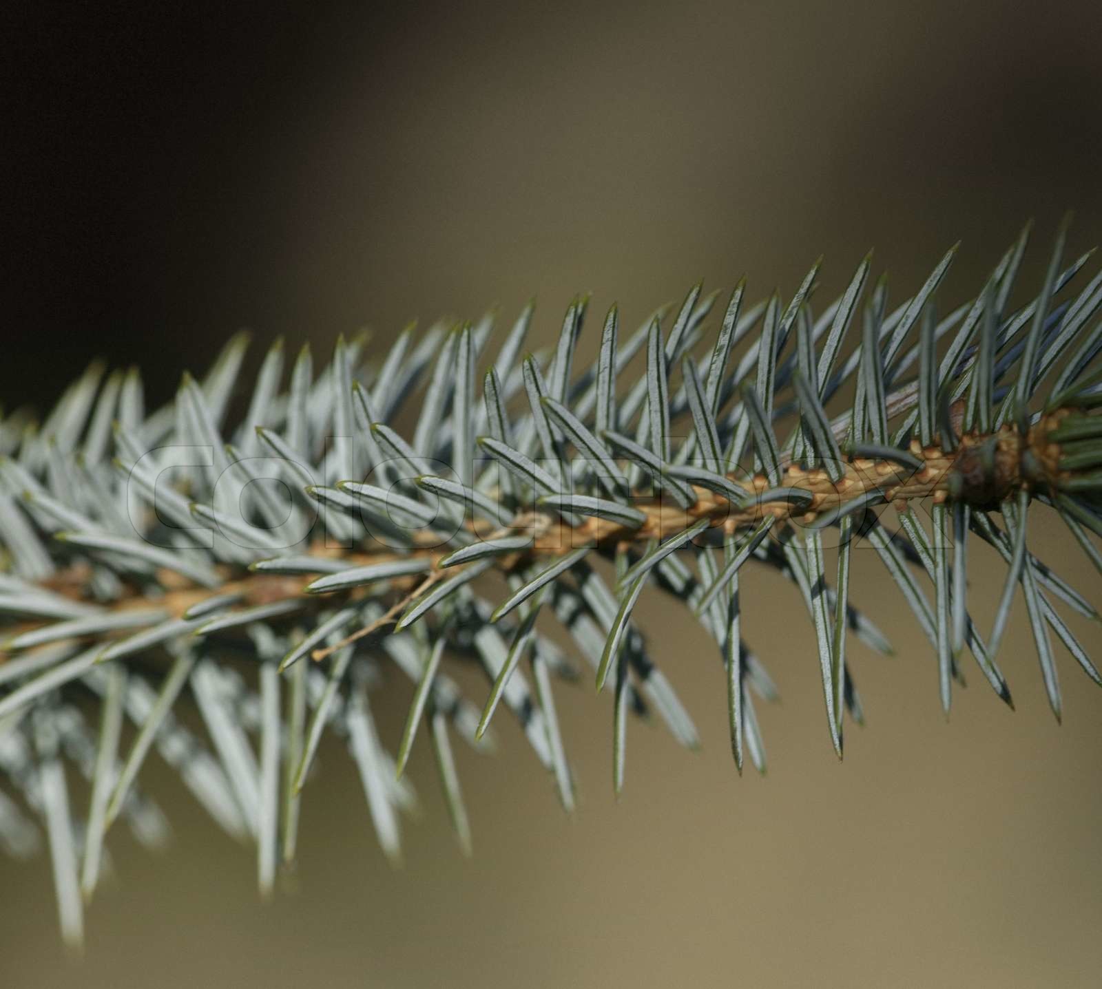 prickly branches of a fur-tree or pine | Stock image | Colourbox