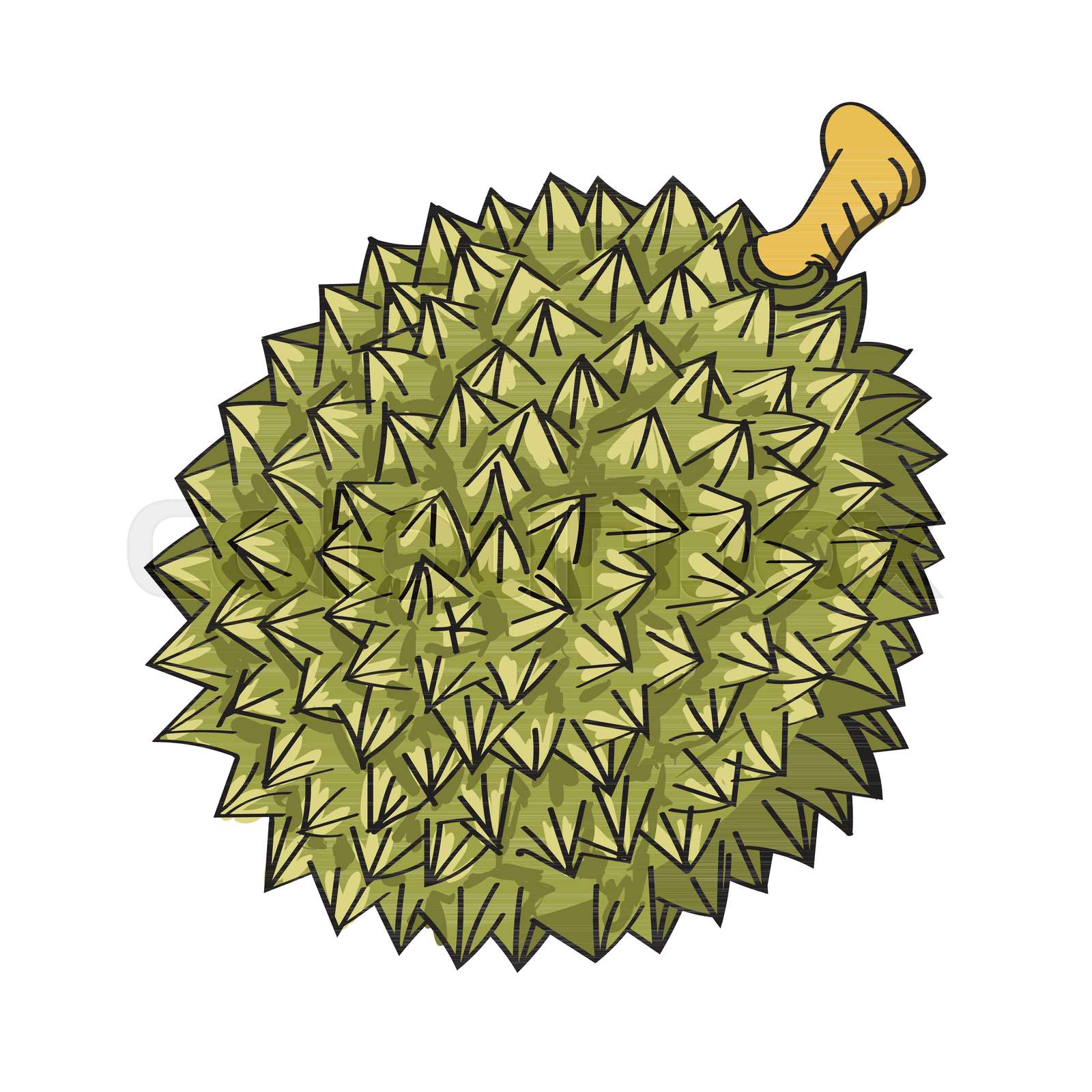 Illustration of Durian-Vector Illustration | Stock vector | Colourbox