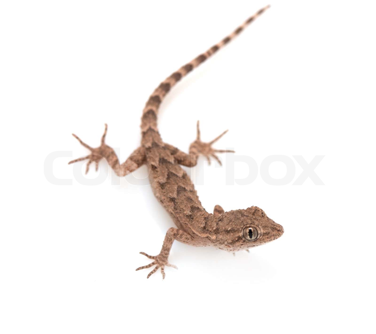 brun plettet gekko krybdyr isoleret på hvidt, se fra oven | Stock foto ...