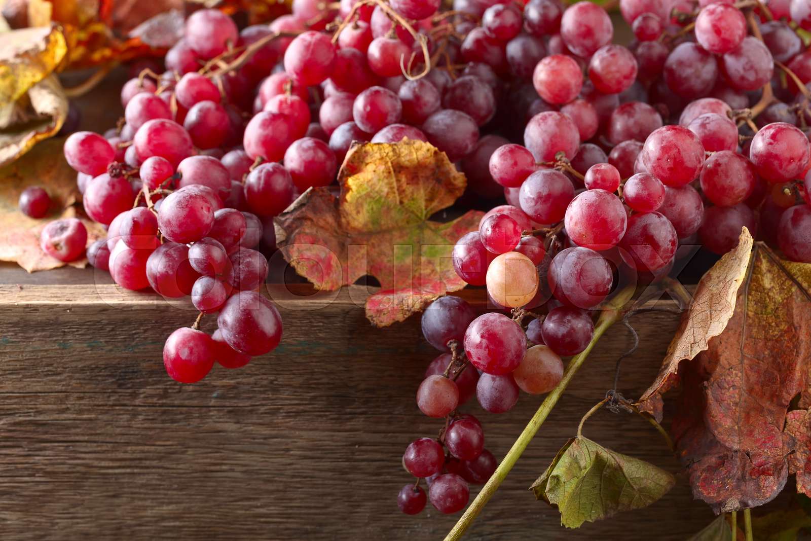 Grapes with grape leaves. | Stock image | Colourbox