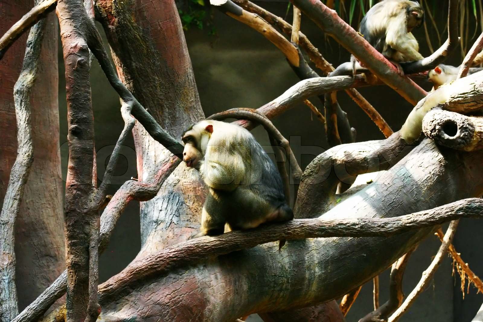 monkey in zoo | Stock image | Colourbox