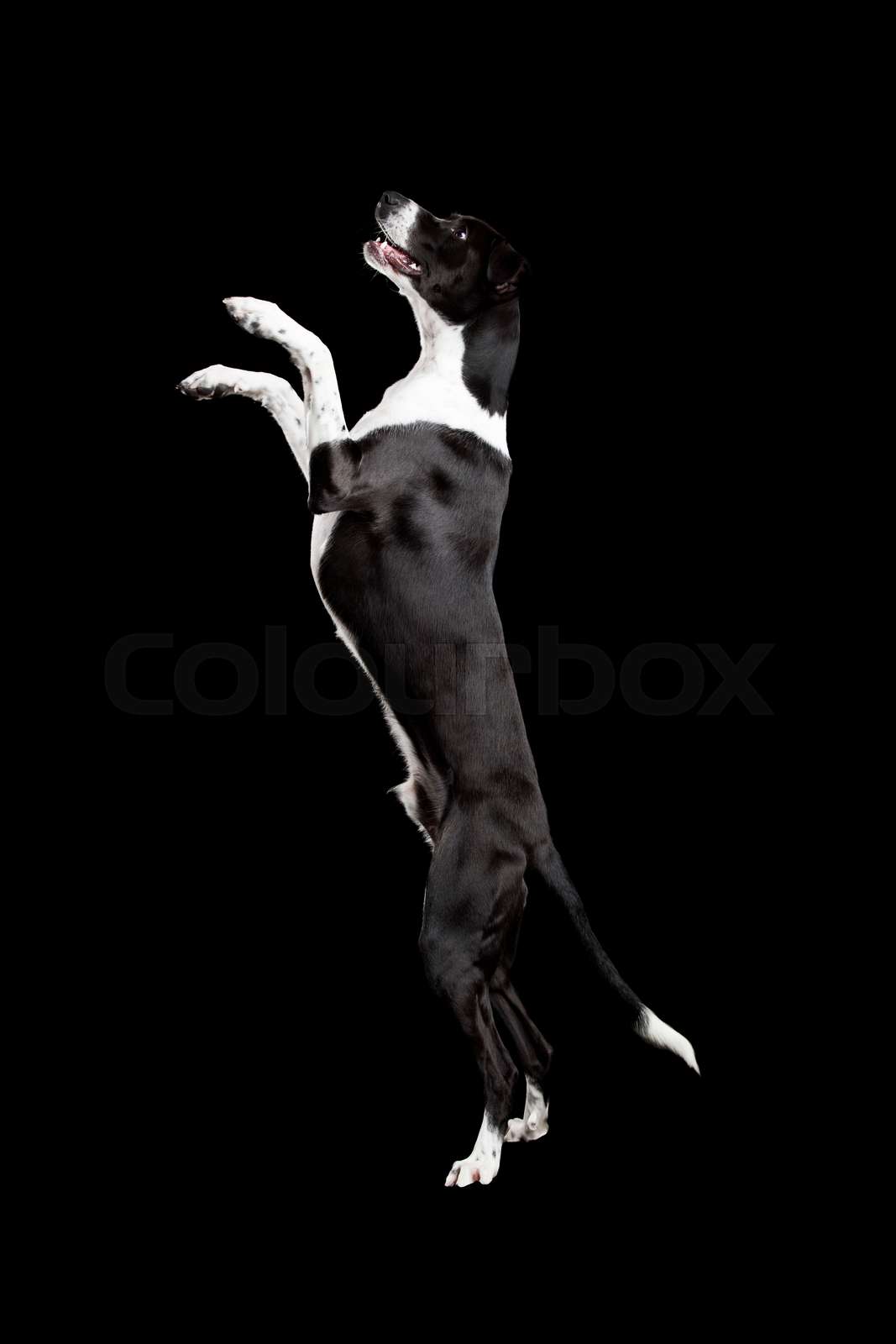 Dog Jumping White Background