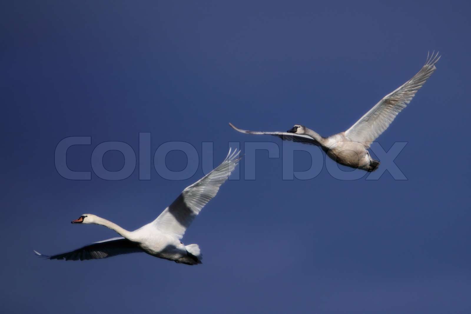 par unge Volant svaner over floden | Stock foto | Colourbox