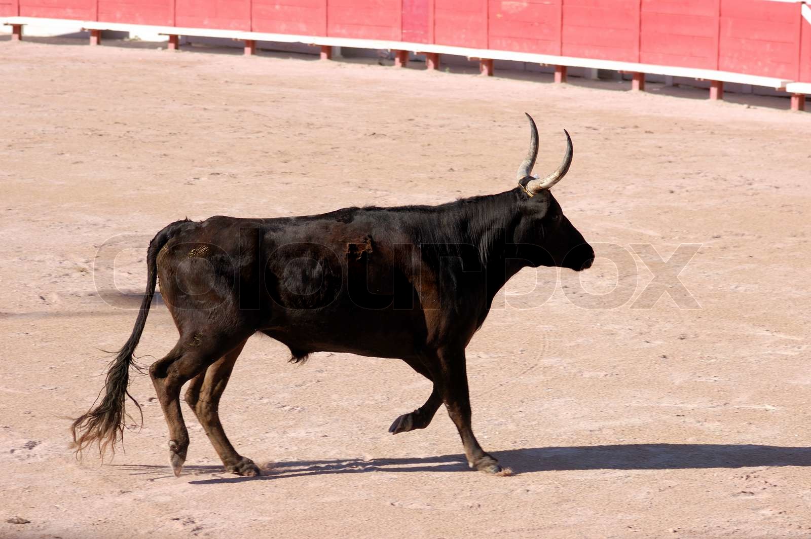 Furious bull in the bullfight arena in Arles, France | Stock image ...