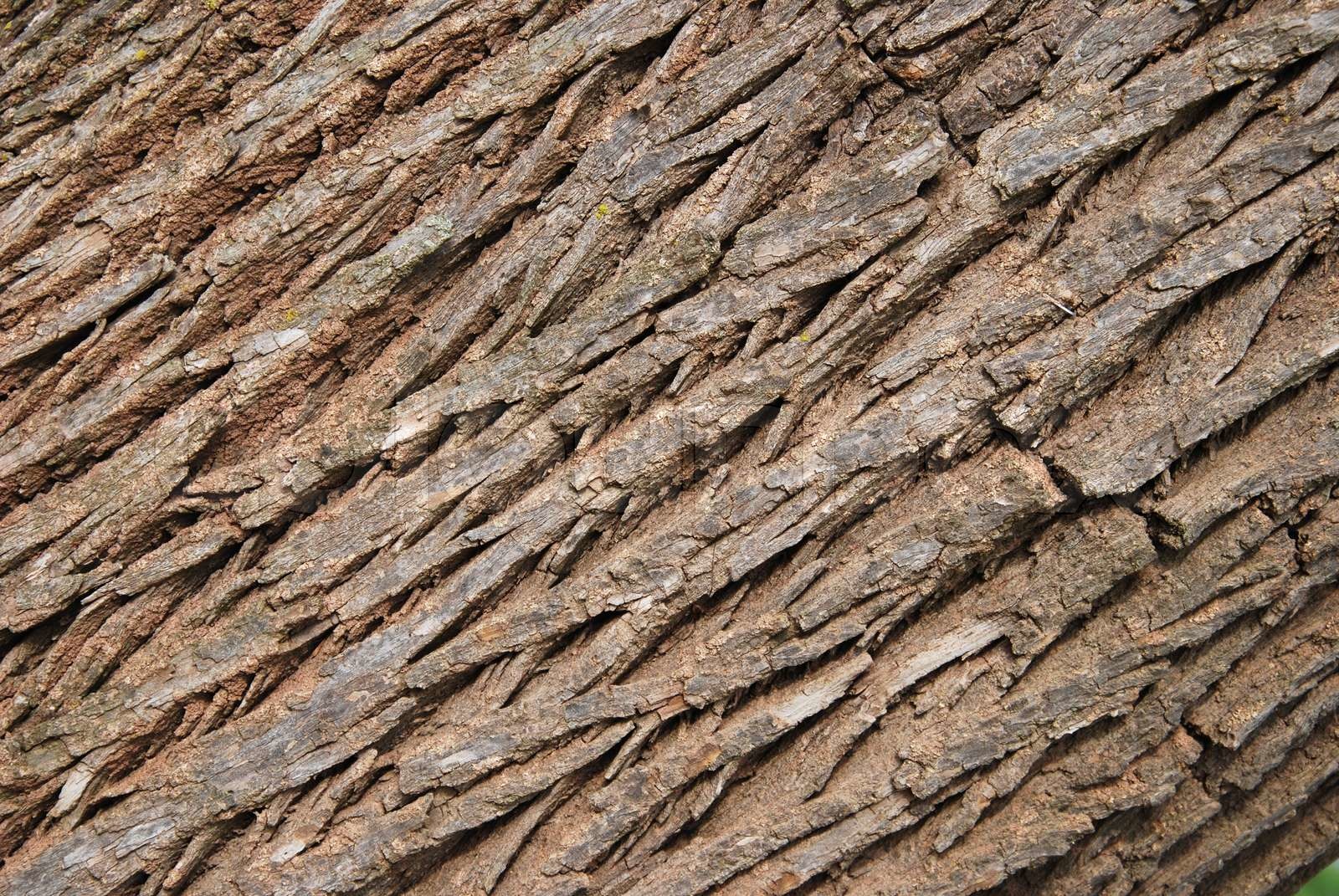 bark | Stock image | Colourbox