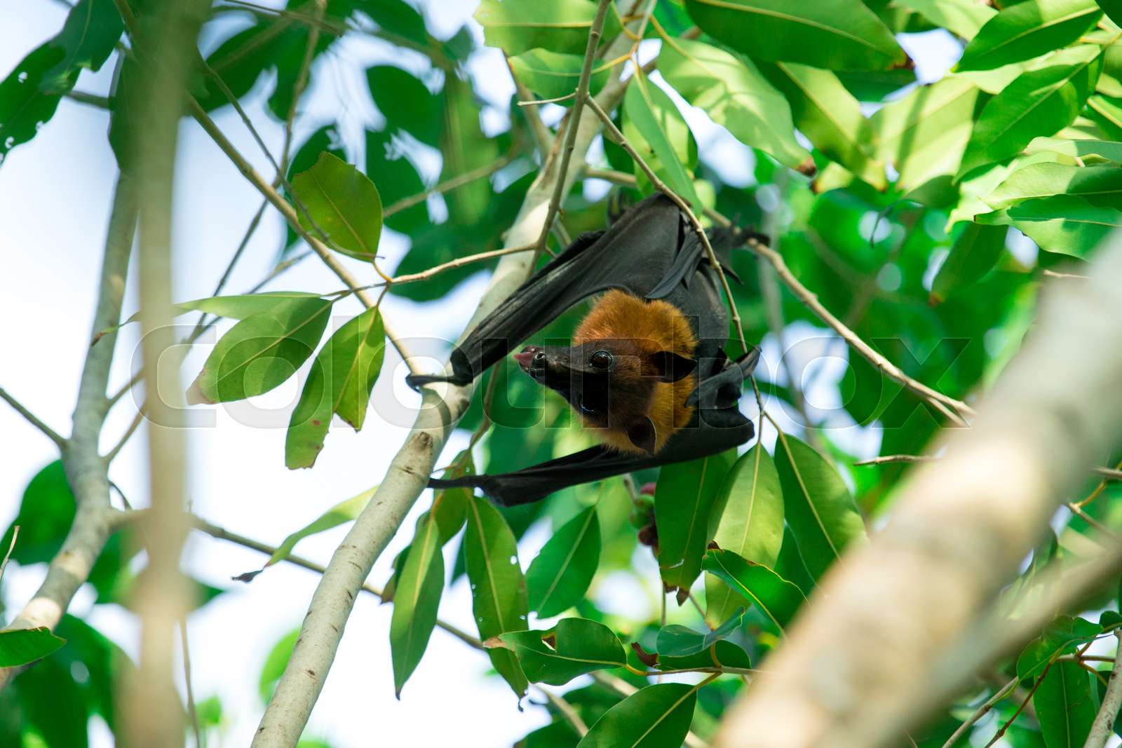 Bat hanging on a tree branch Malayan bat | Stock image | Colourbox