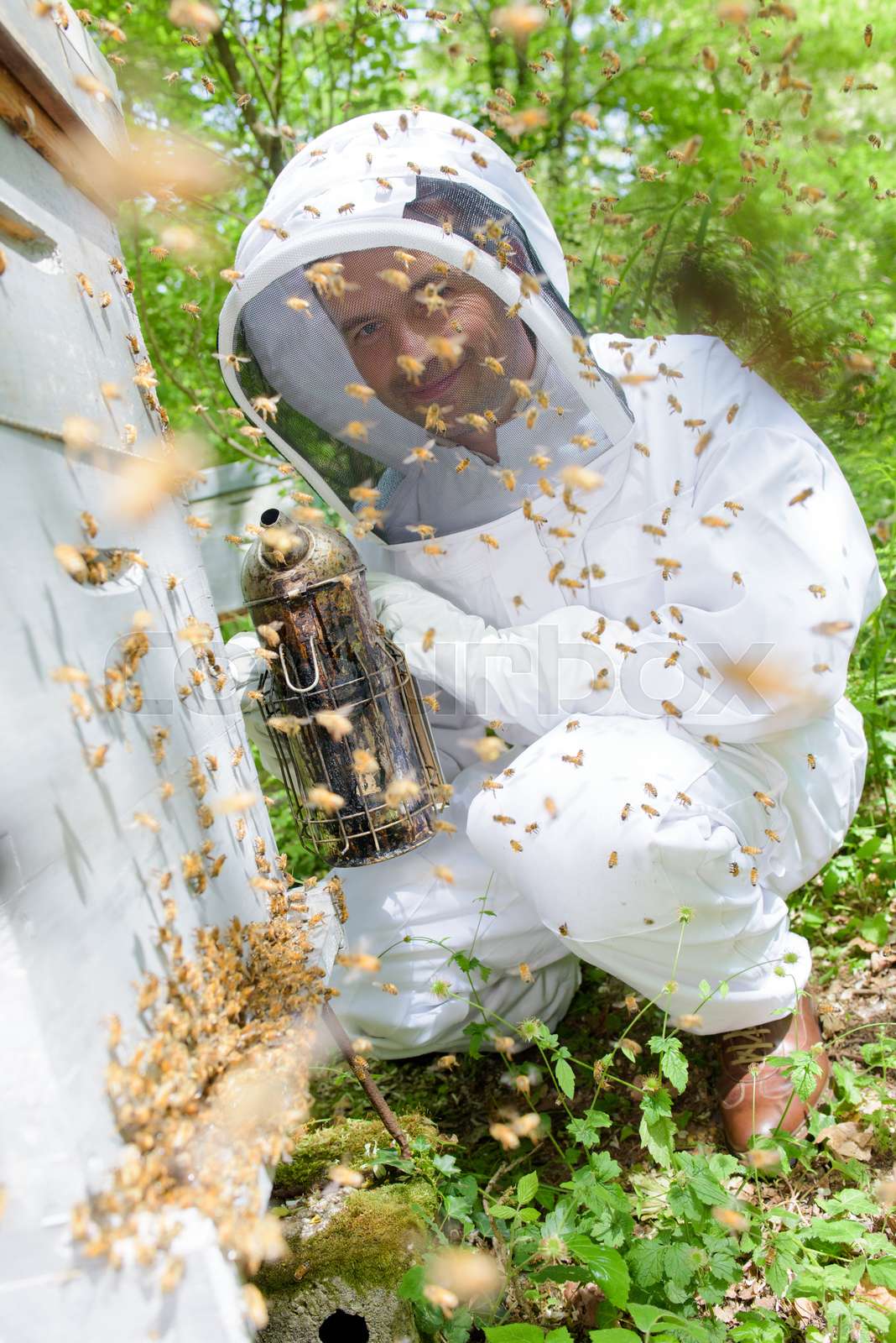 Beekeeper applying smoke to swarm of bees | Stock image | Colourbox