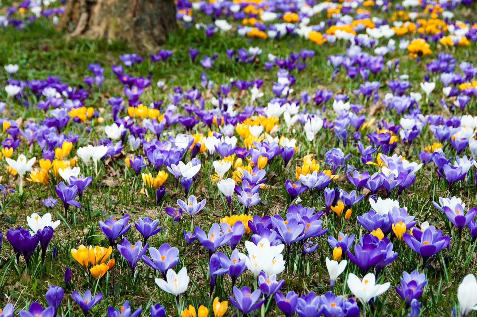 crocus flowers growing in the grass in spring | Stock image | Colourbox