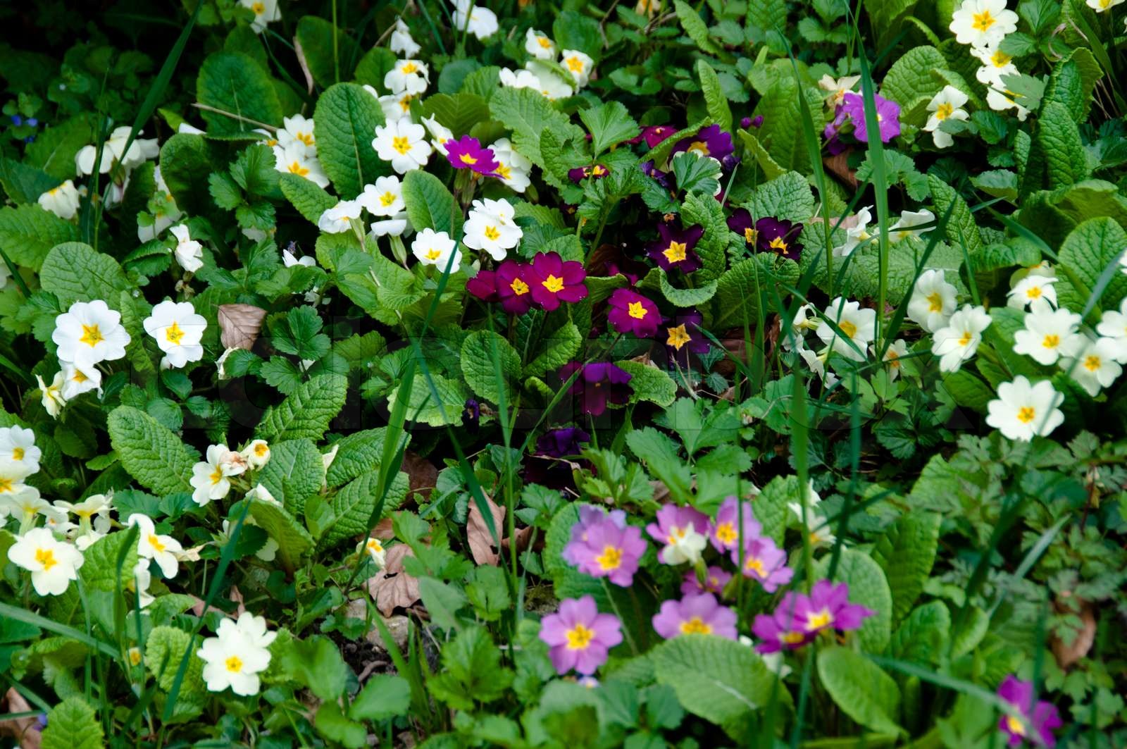 multiple Primeln Primeln in verschiedenen Farben im Frühjahr | Stock ...