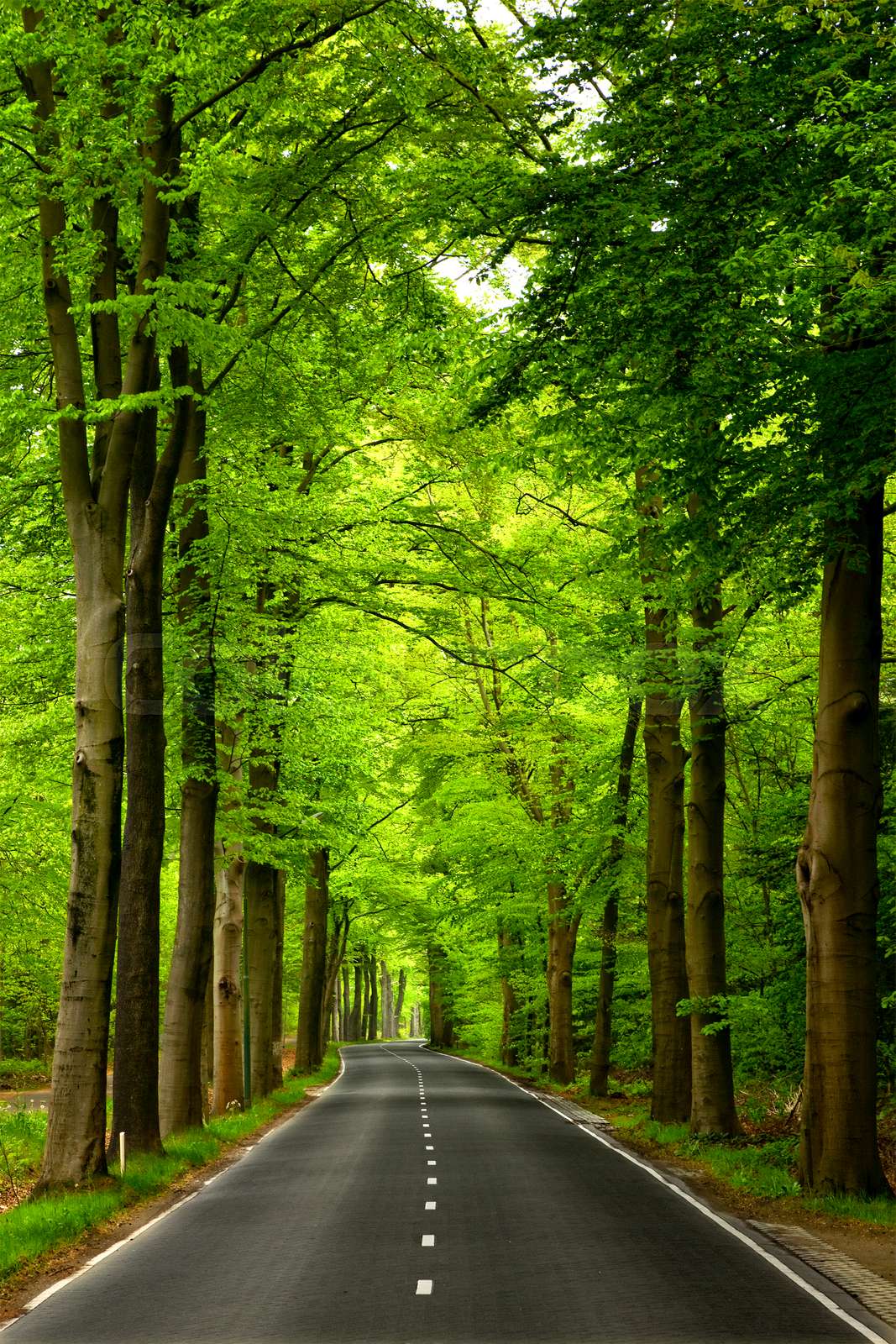 Beautiful road | Stock image | Colourbox