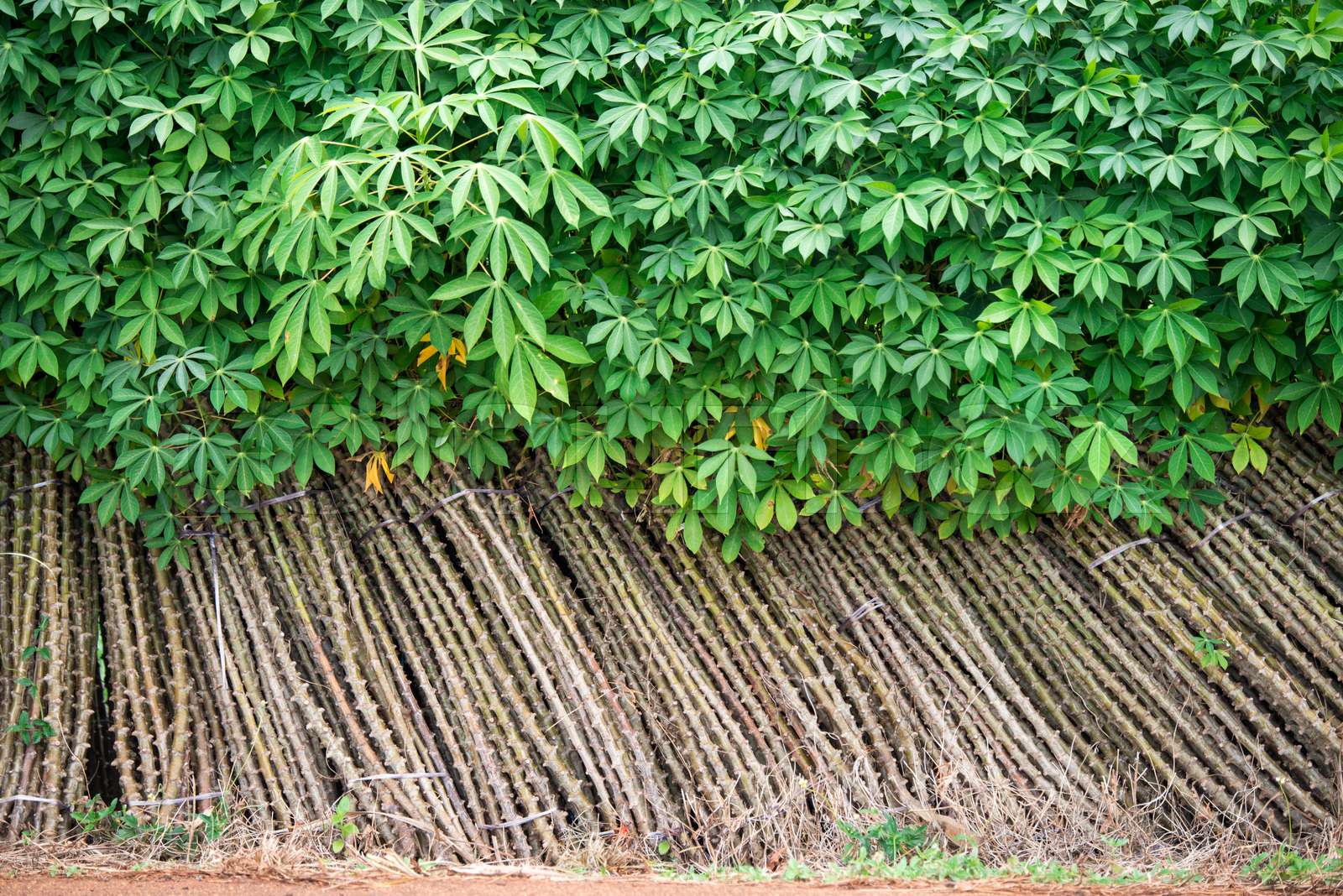 heap of tapioca cassava tree for agriculture prepair | Stock image ...