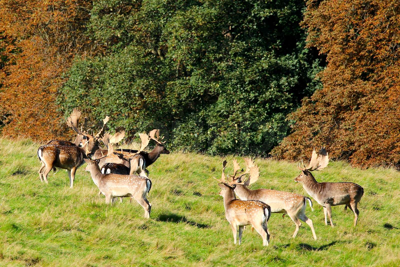 Dådyr i Dyrehaven, København | Stock foto | Colourbox