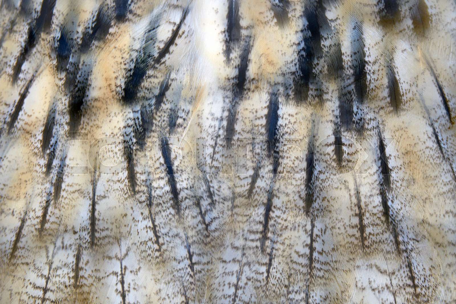 Owl feather texture | Stock image | Colourbox