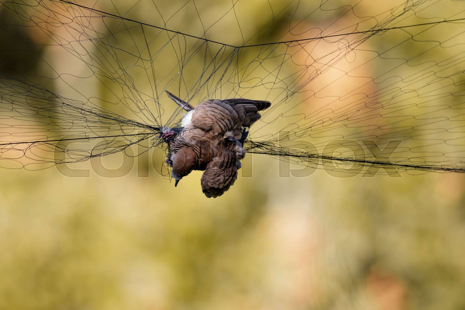 Image of bird(dove) is attached to the net. Animals. | Stock image ...