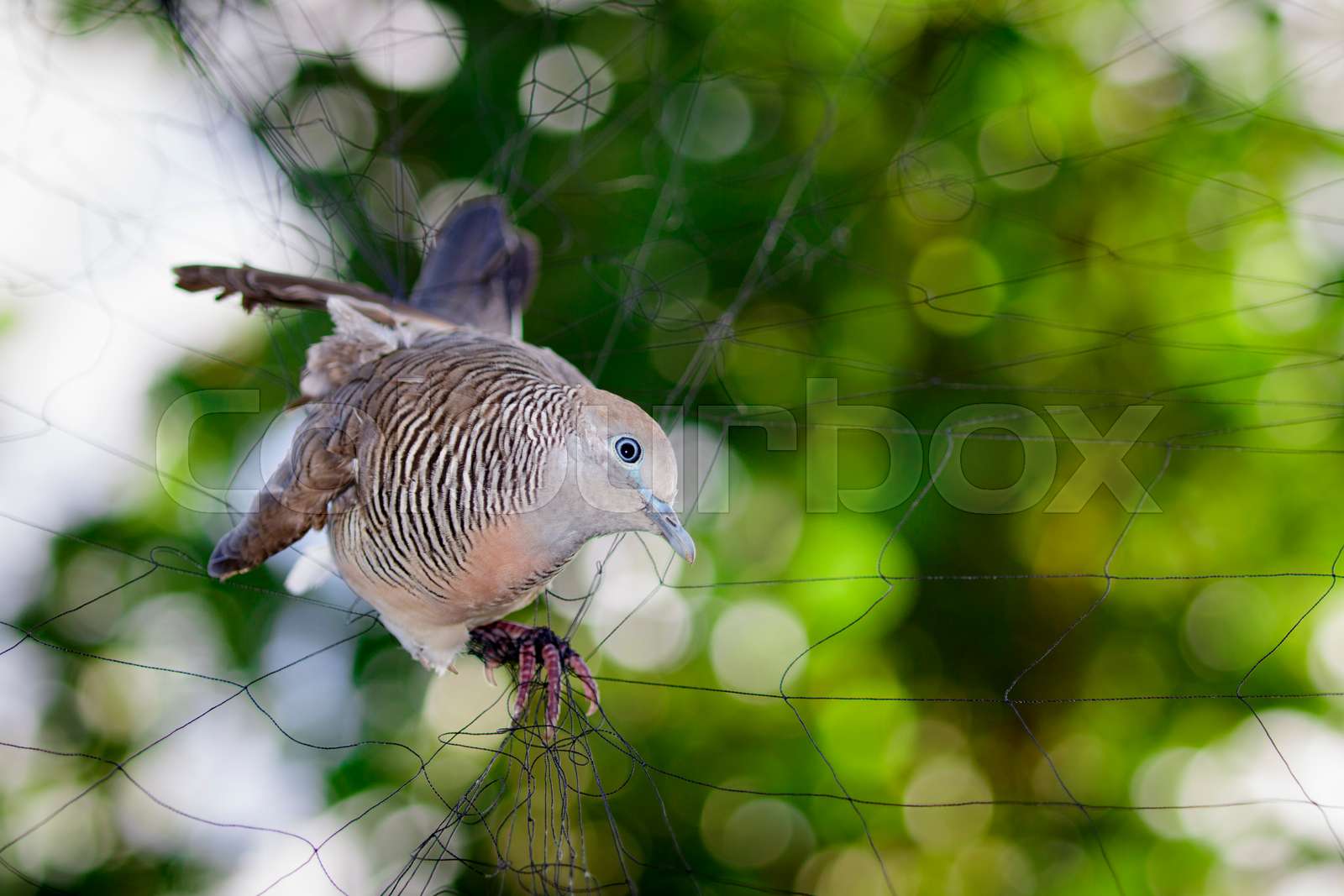 fugl, fanget, udendørs | Stock foto | Colourbox