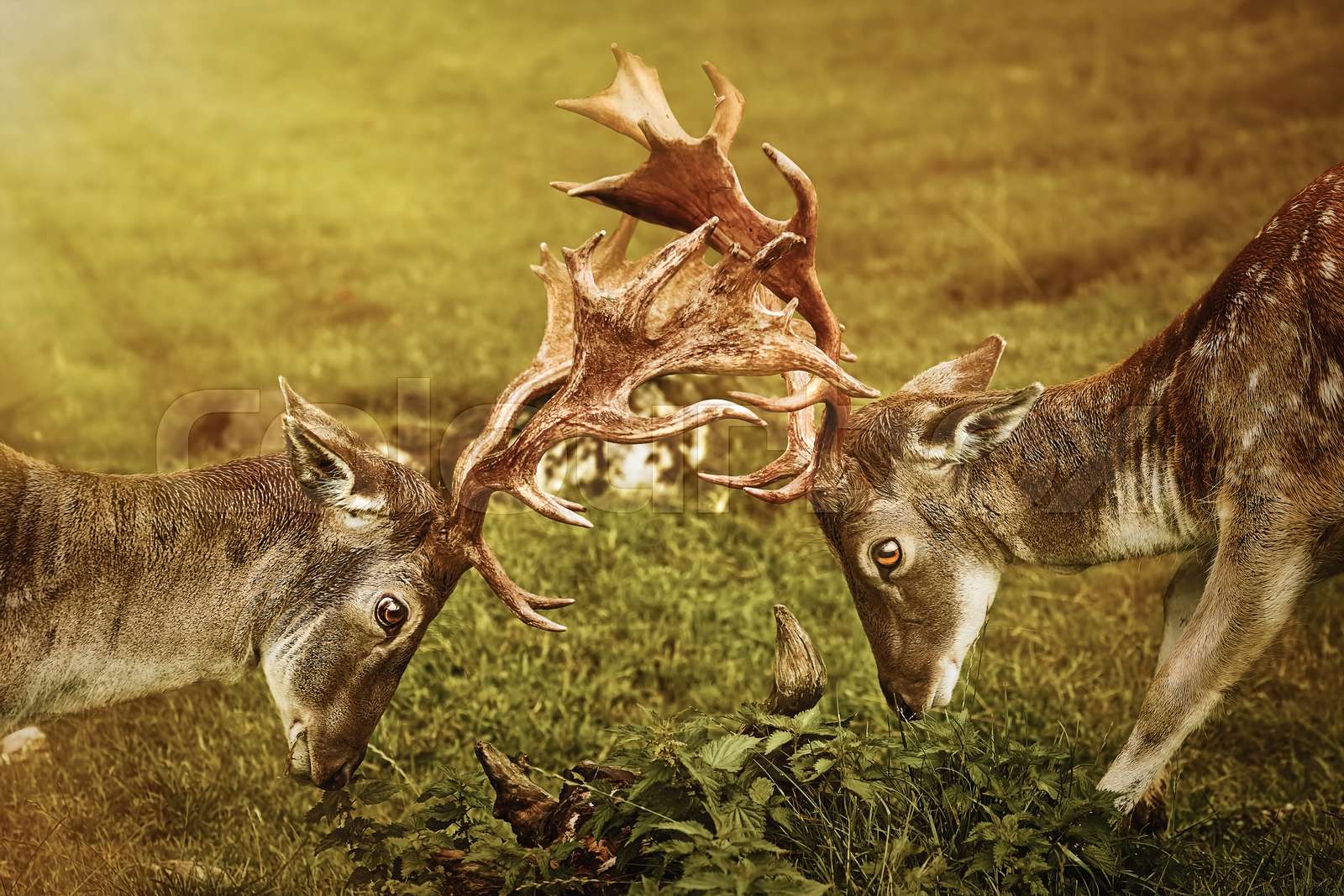 Closeup of Deer Fight | Stock image | Colourbox