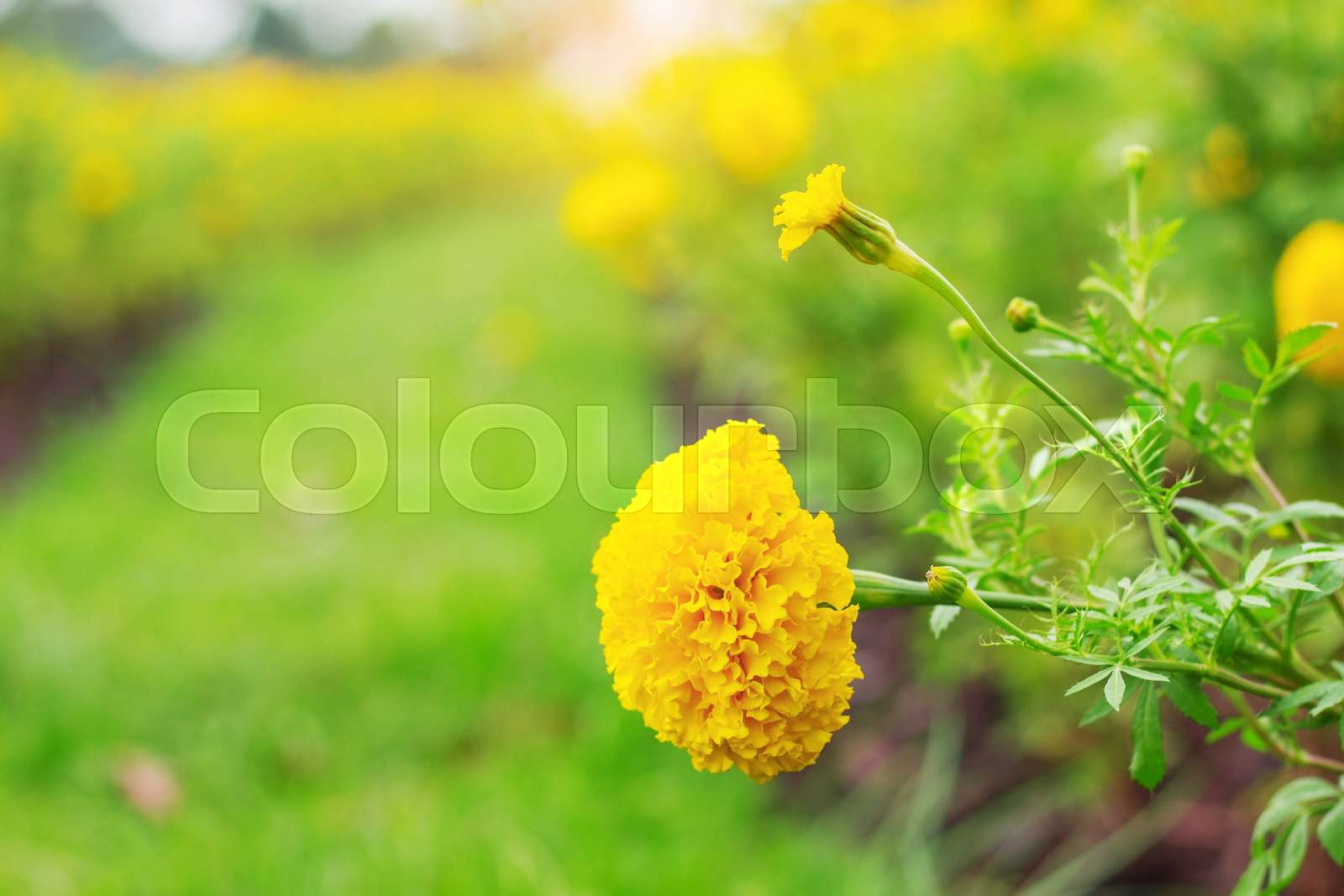 Marigold in the garden. | Stock image | Colourbox