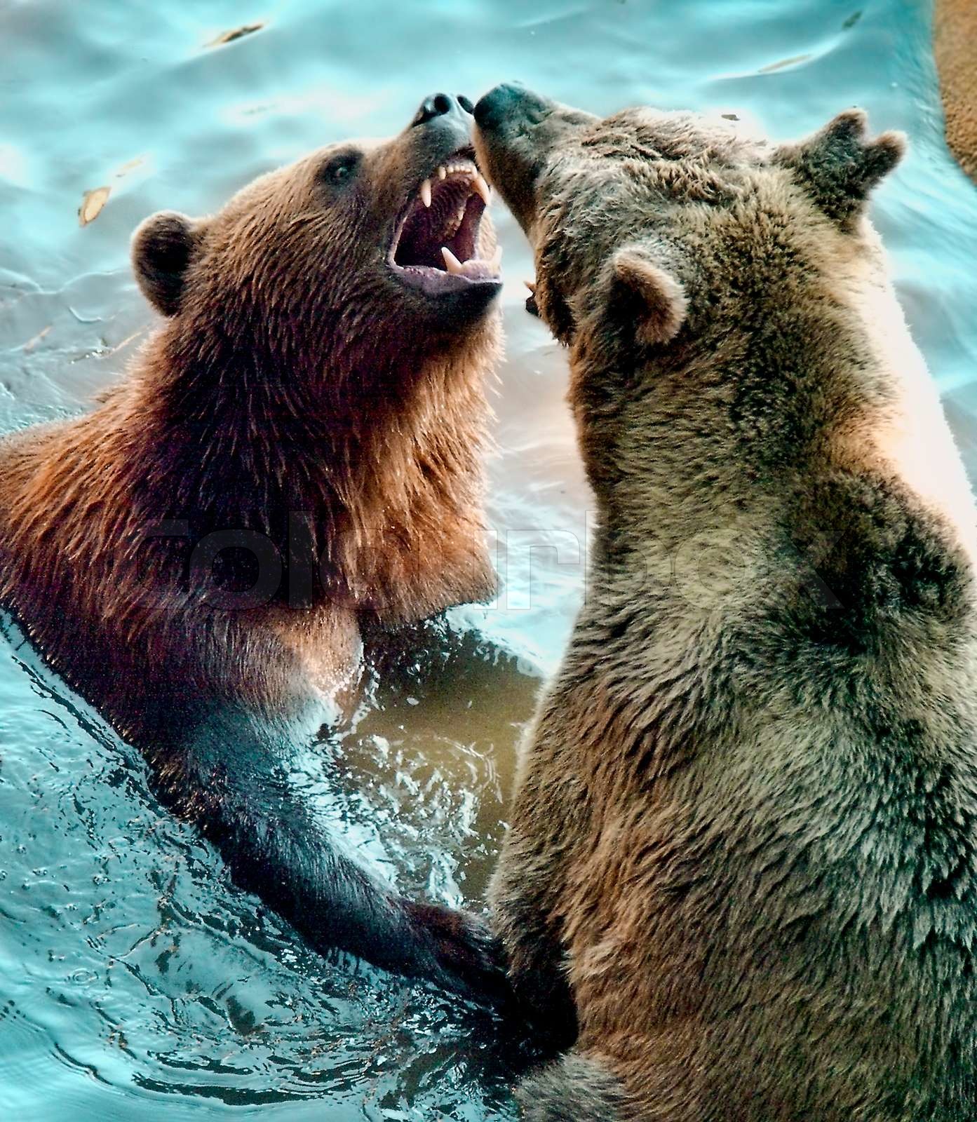 struggle two bears in water | Stock image | Colourbox