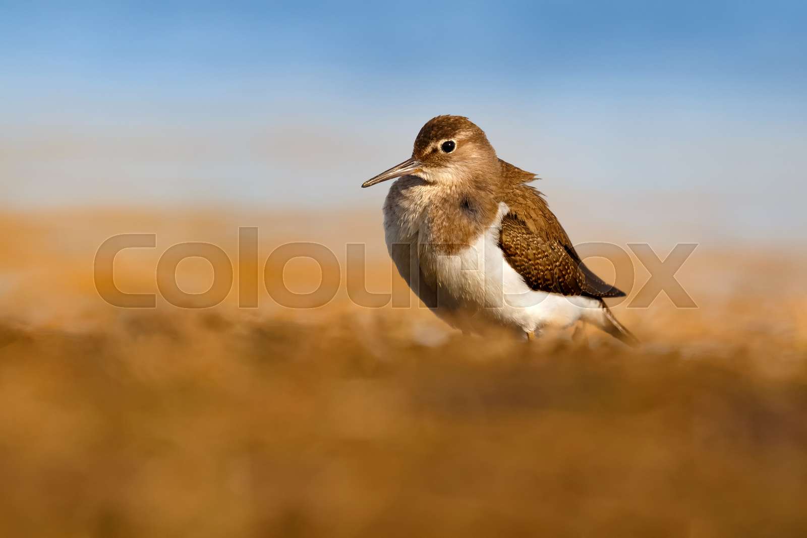 Beautiful wader bird on the ground. Common sandpiper | Stock image ...