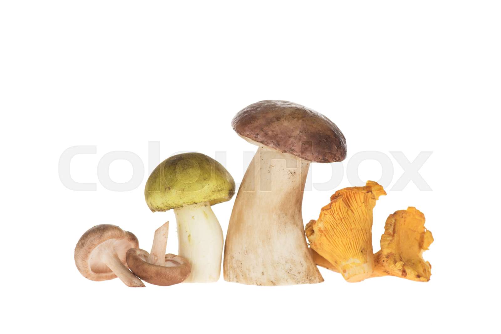 Different types of mushrooms | Stock image | Colourbox