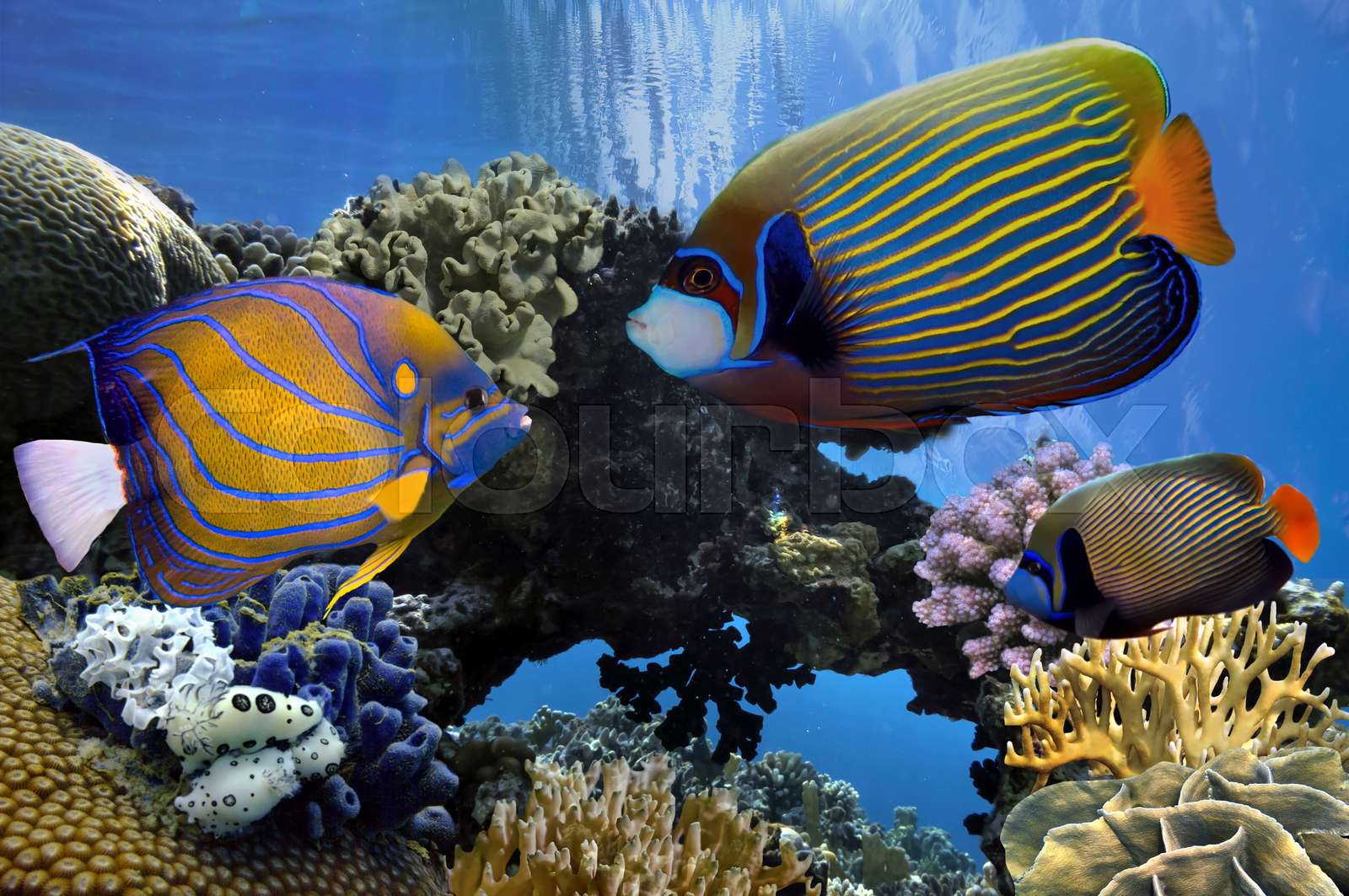 Angelfish (Pomacanthidae). Red Sea | Stock image | Colourbox