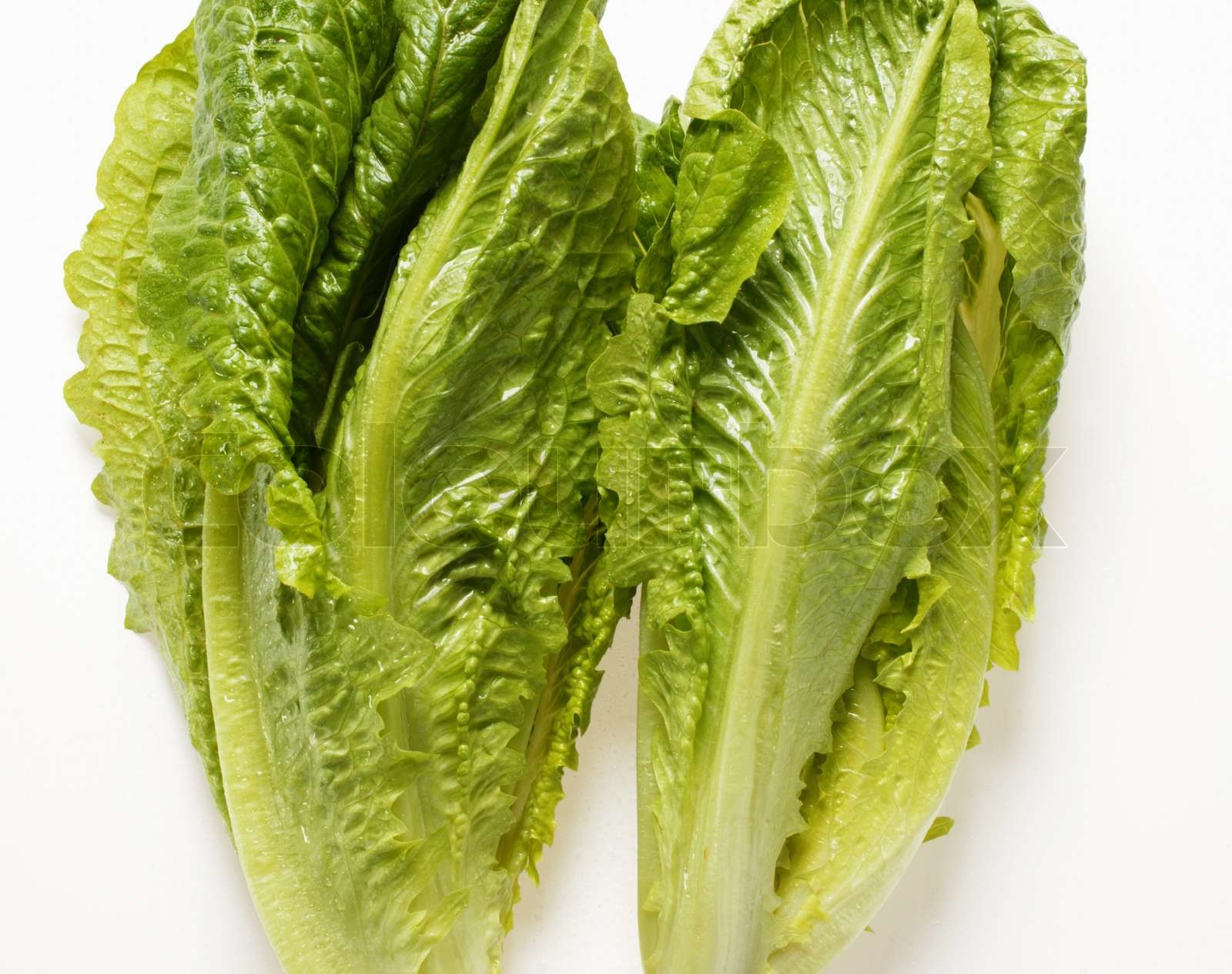 Lettuce | Stock image | Colourbox