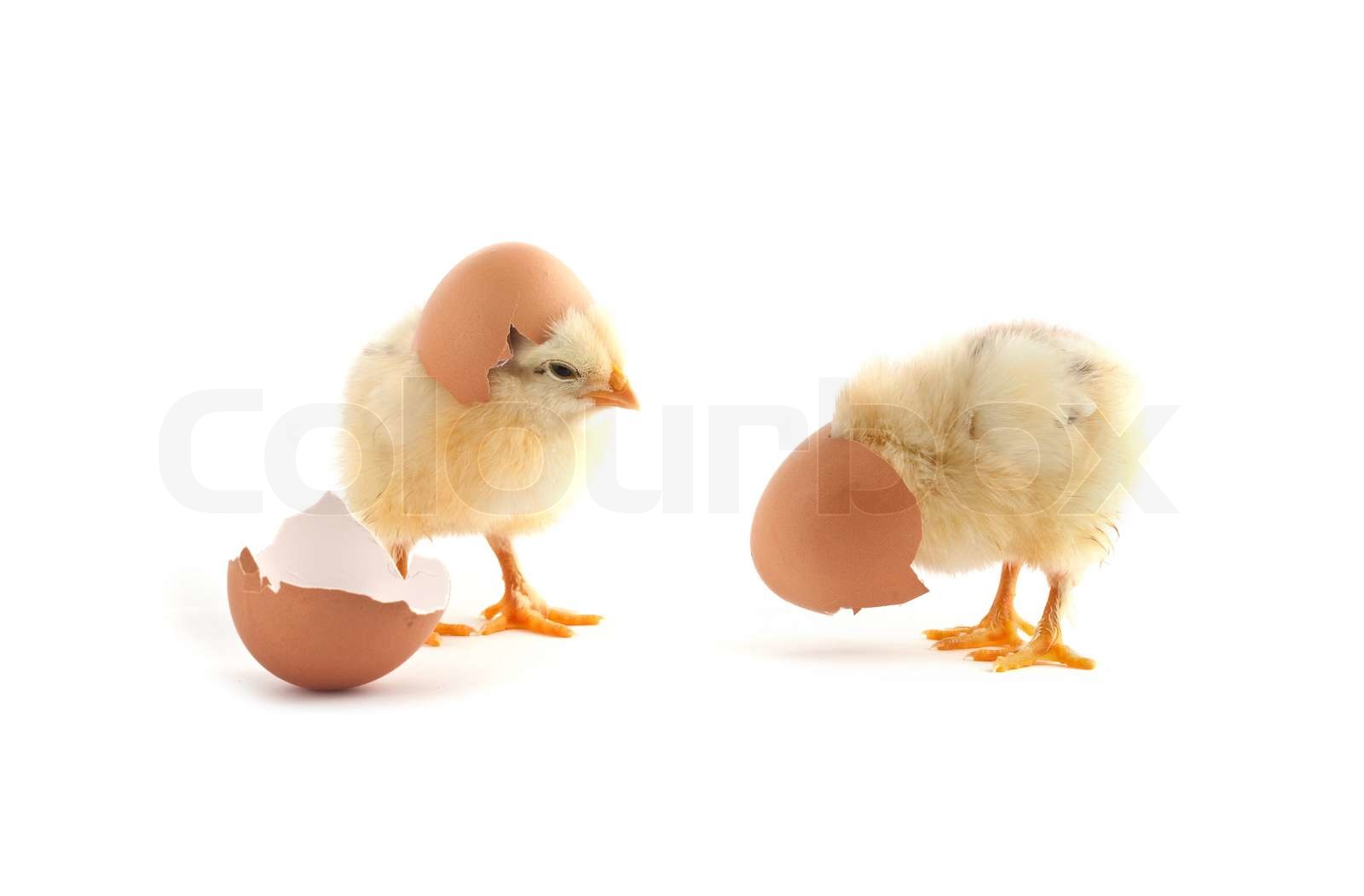 De gule små kyllinger med æg isoleret på en hvid baggrund | Stock foto ...