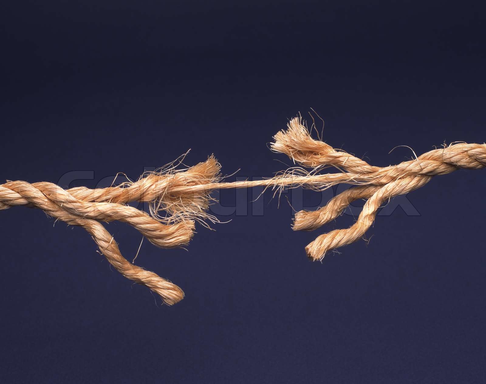 Flosset reb ved at bryde isoleret på blå baggrund | Stock foto | Colourbox