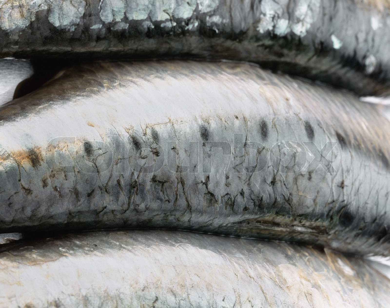 Close-up on a fish skin | Stock image | Colourbox