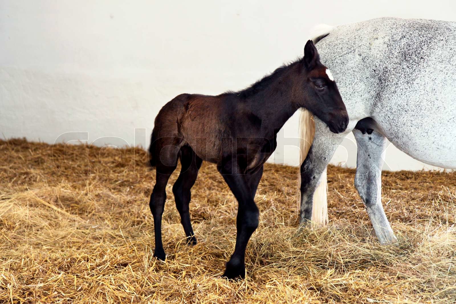 brown foal standing near whites mare | Stock image | Colourbox