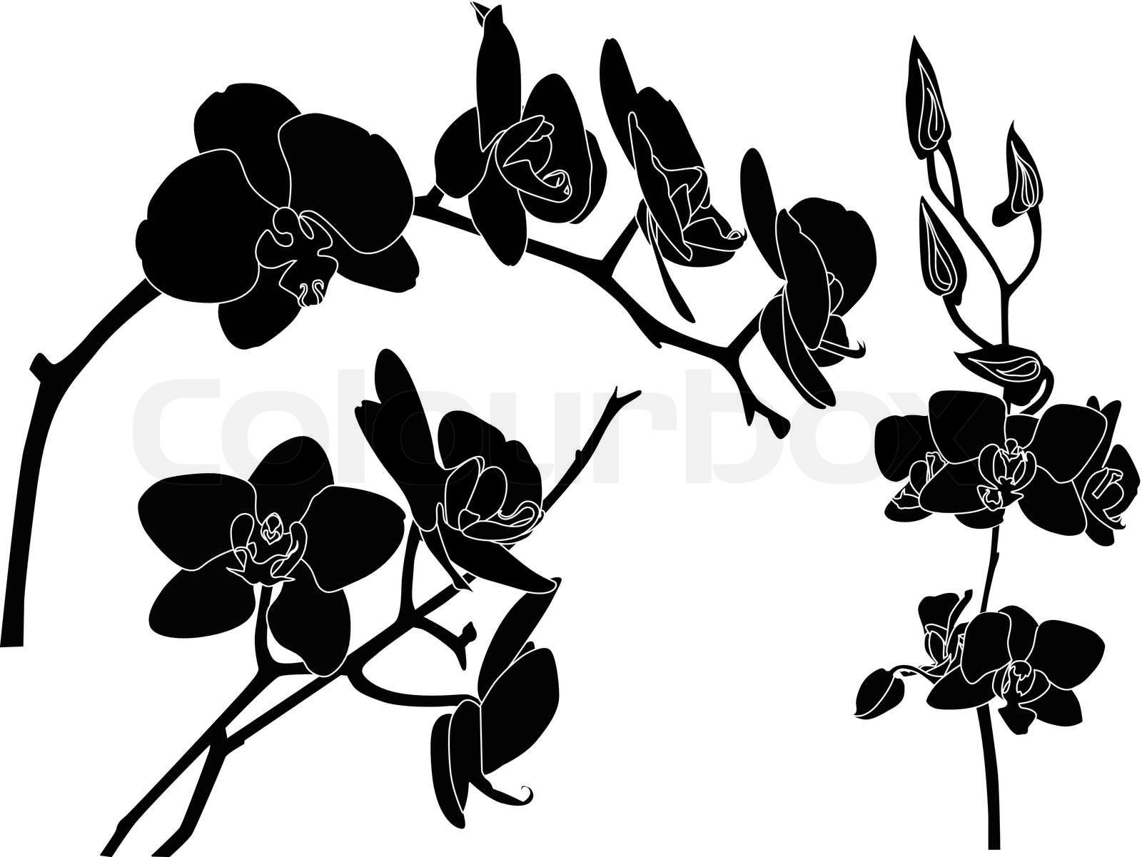 Orchids | Stock vector | Colourbox