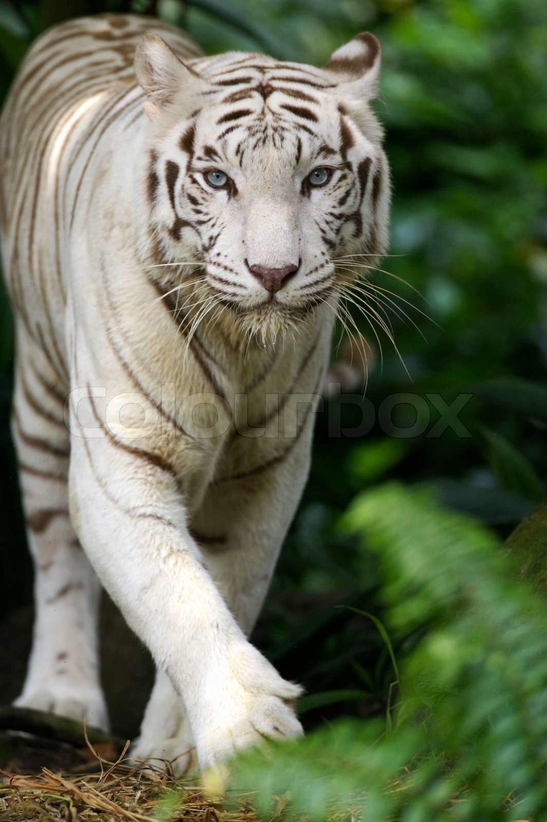 Fierce White Tiger