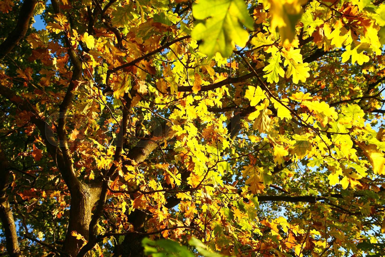 Hørsholm arboret | Stock image | Colourbox