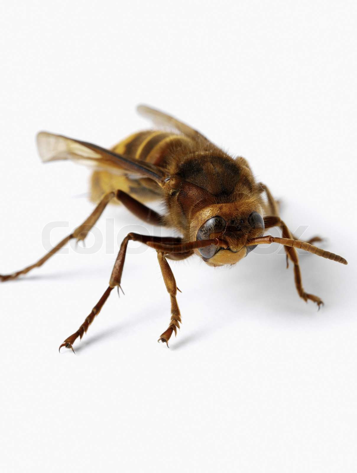 Single Bee isolated | Stock image | Colourbox