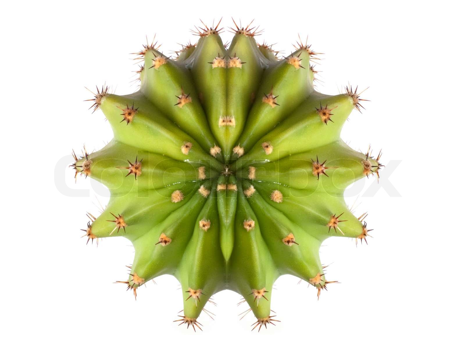 cactus top view isolated on white | Stock image | Colourbox