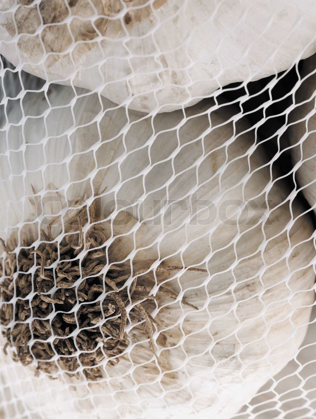 close-up image of garlic in a net | Stock image | Colourbox
