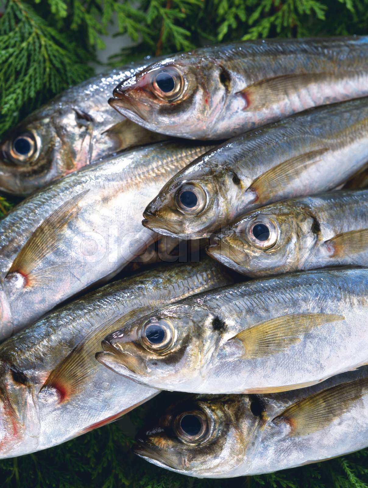 Cod fish heads on fishermen market | Stock image | Colourbox