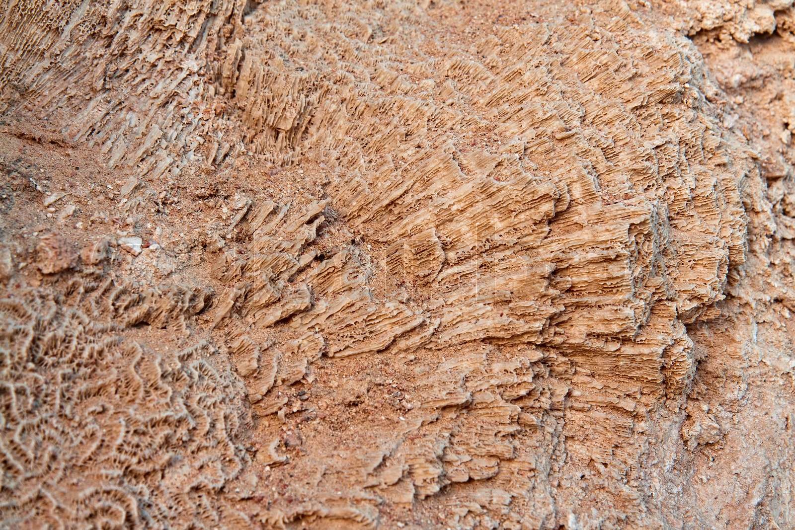 Texture formed by the corals in coastal limestone | Stock image | Colourbox