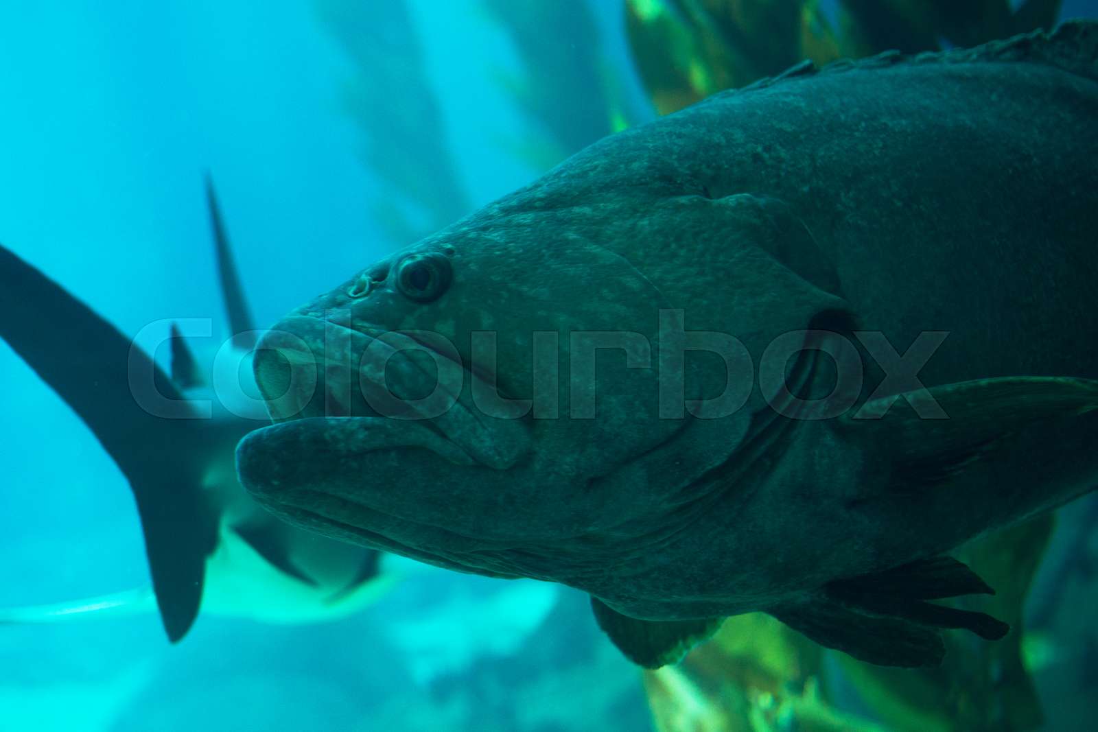 Queensland grouper swimming in the sea. | Stock image | Colourbox