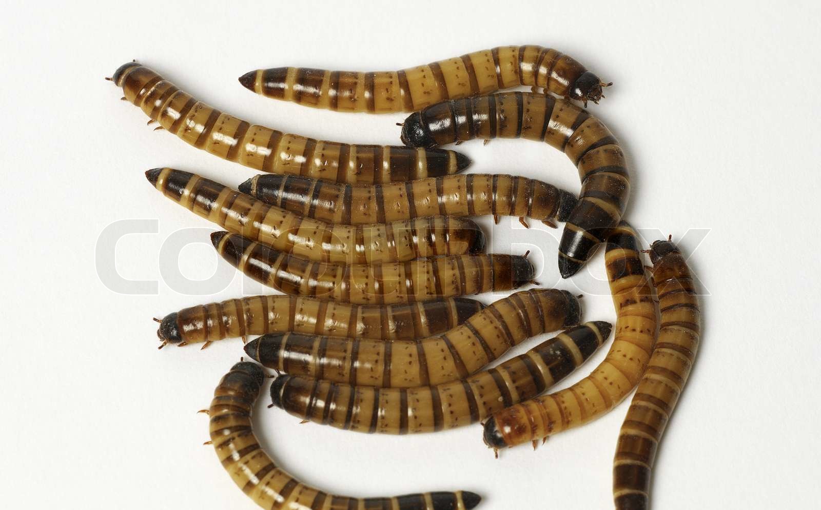 worms | Stock image | Colourbox