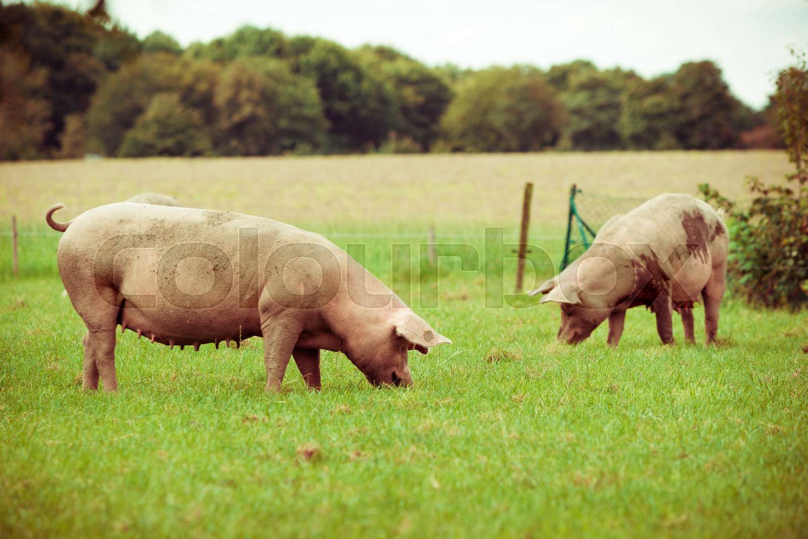 Pig farm. pigs in field. Healthy pig on meadow | Stock image | Colourbox