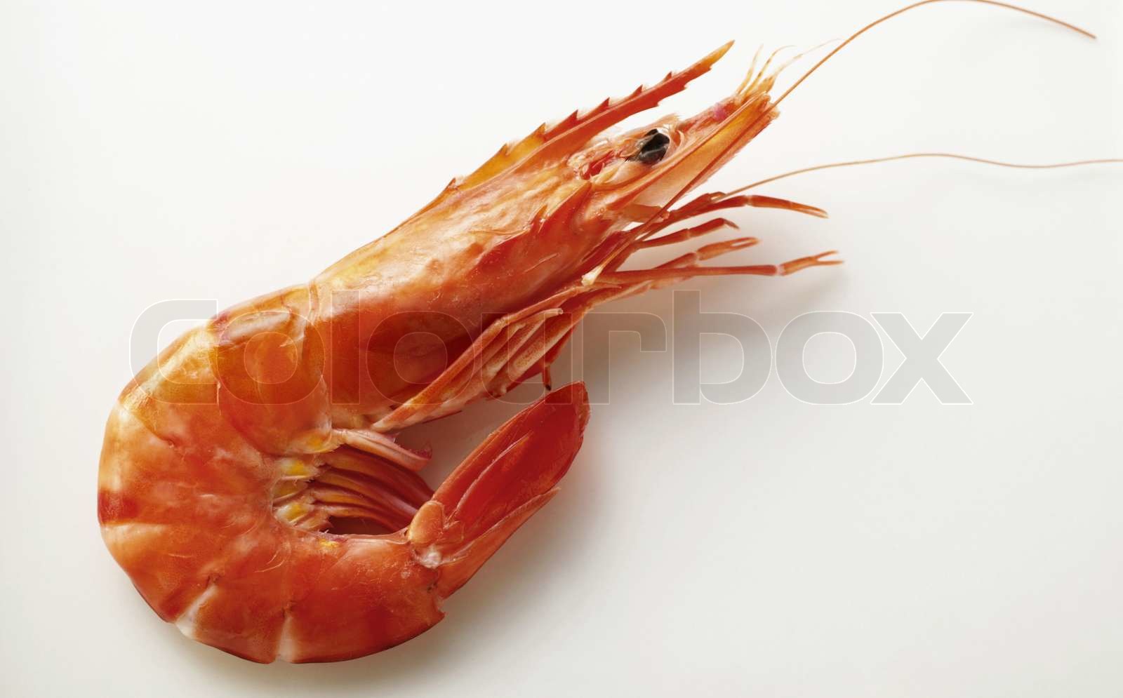 tiger rejer isoleret på hvidt | Stock foto | Colourbox